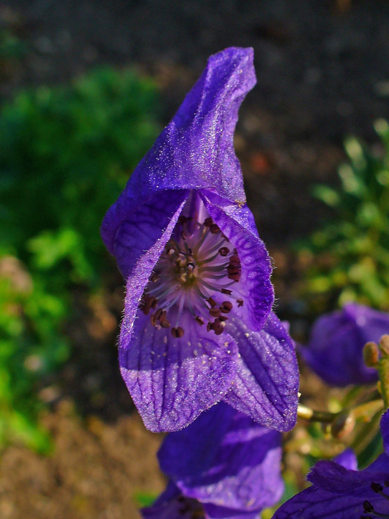 Aconitum Aconite Monkshood Wolfsbane A To Z Flowers Aconitum Aconite Monkshood Wolfsbane A To Z Flowers