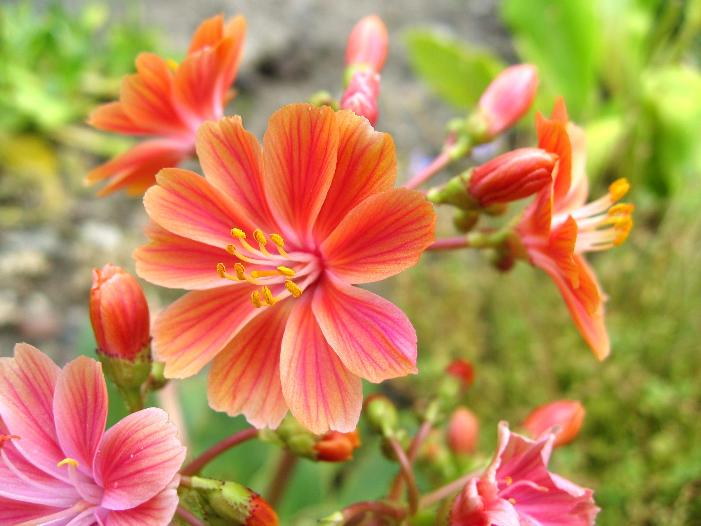 Lewisia (Lewisia) – A to Z Flowers