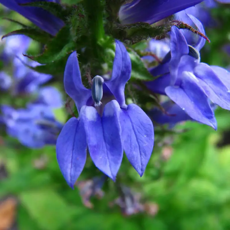 Campanula (Bellflower) - A to Z Flowers
