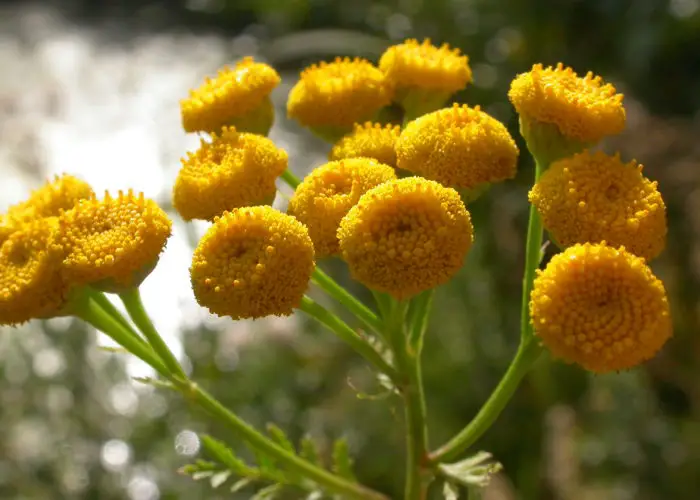 Tanacetum (Tanacetum) | A to Z Flowers