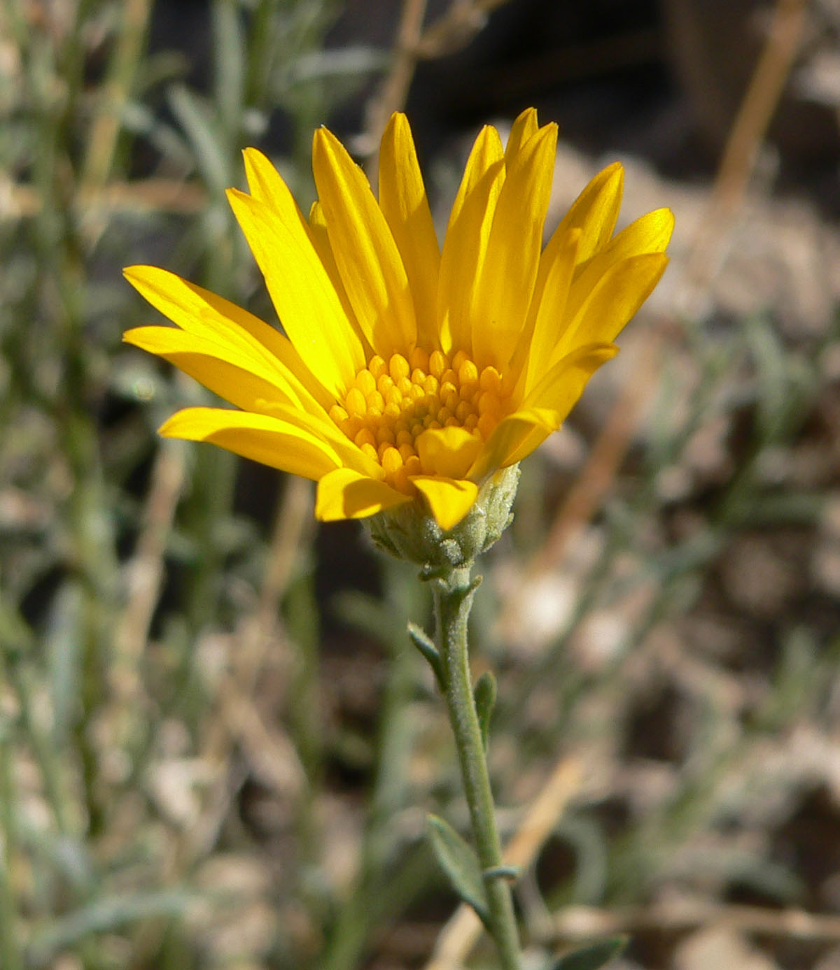 Xanthisma (Xanthisma) - Interesting Facts and Meaning – A to Z Flowers