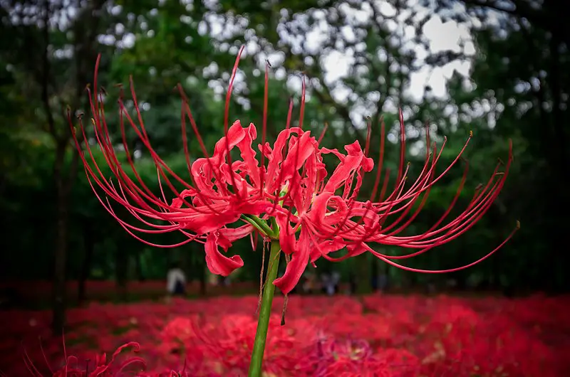 Red Spider Lily Lycoris Facts Meaning And Symbolism A To Z Flowers