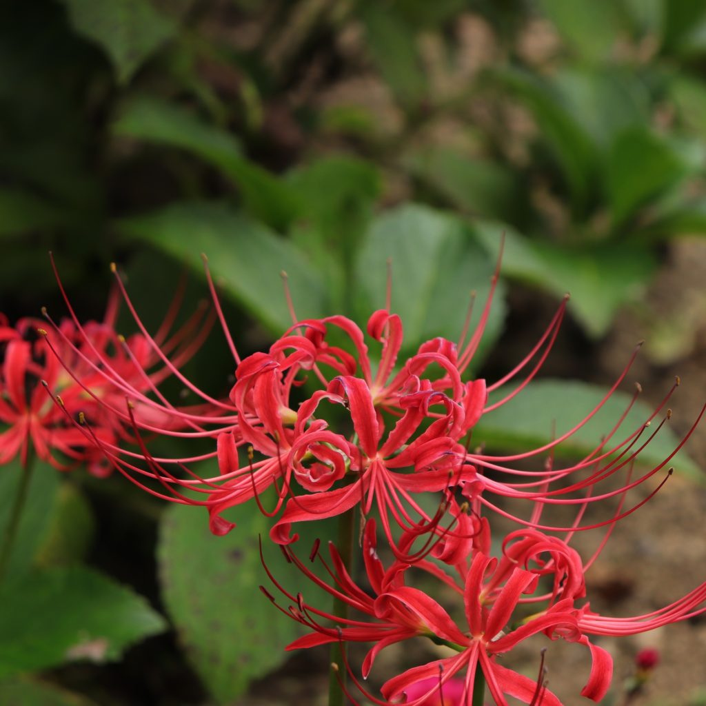 Red Spider Lily Lycoris Facts Meaning And Symbolism A To Z Flowers