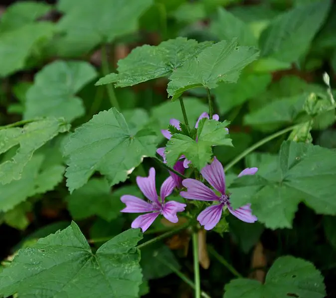 Malva (Mallow) – A to Z Flowers