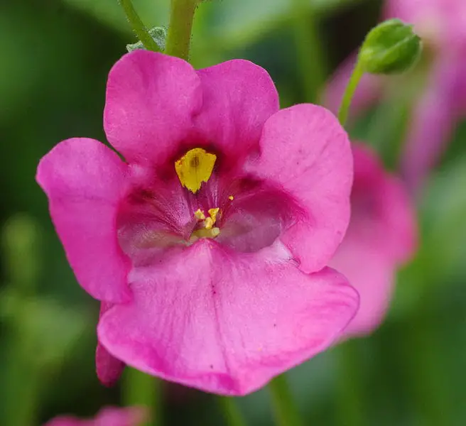 Diascia (Twinspur) – A to Z Flowers