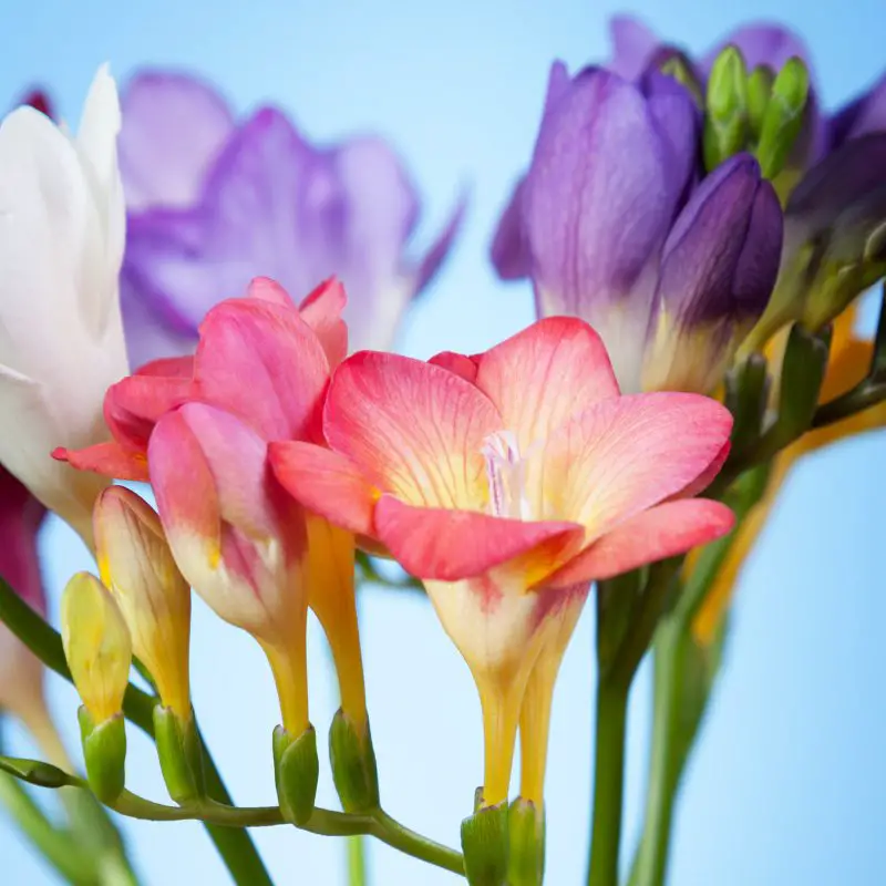 Plant & Flower Types and Classification – A to Z Flowers