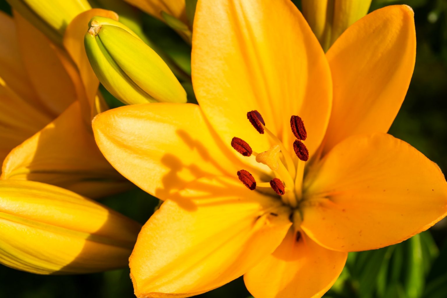 Top 10 Flower Names For Baby Girls A To Z Flowers Top 10 Flower Names For Baby Girls A To Z Flowers