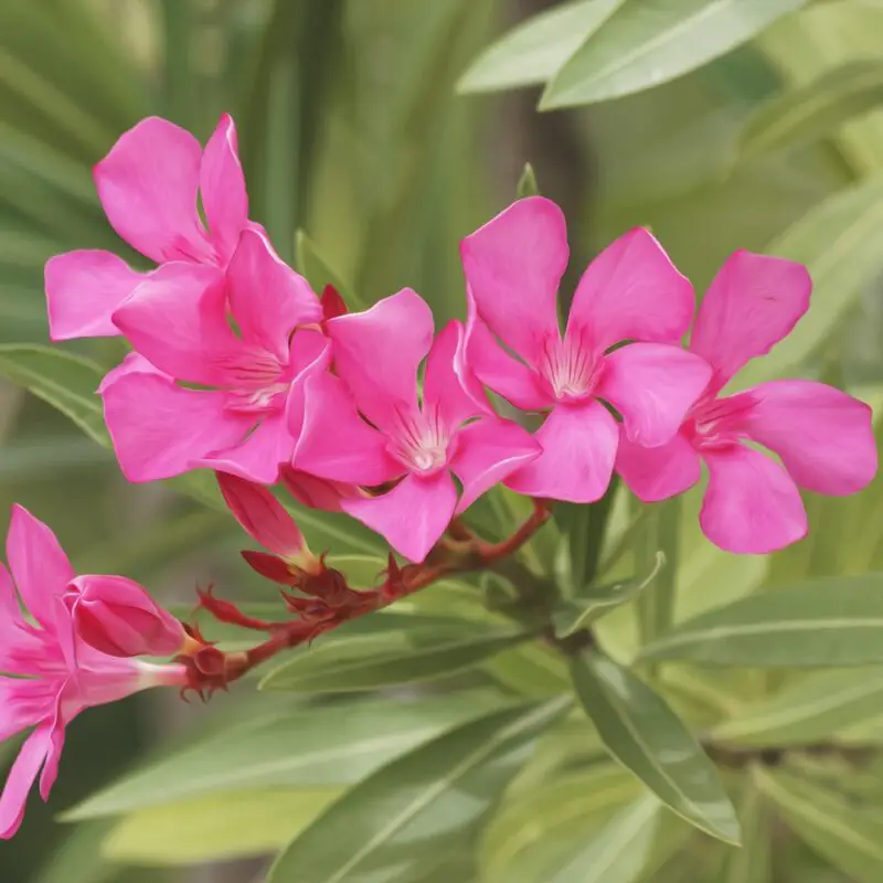 Flowers that symbolize Desire – A to Z Flowers