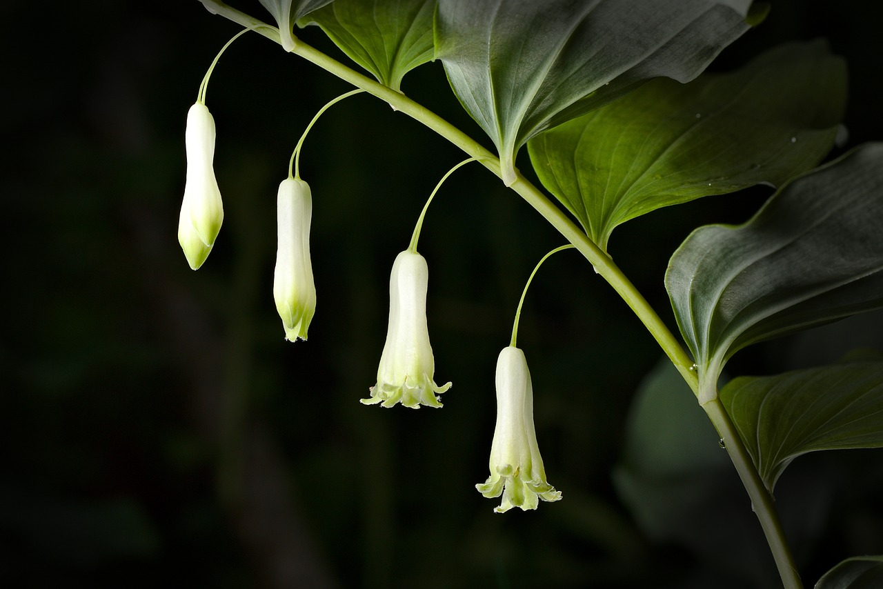Polygonatum (Solomon's Seal) – A to Z Flowers