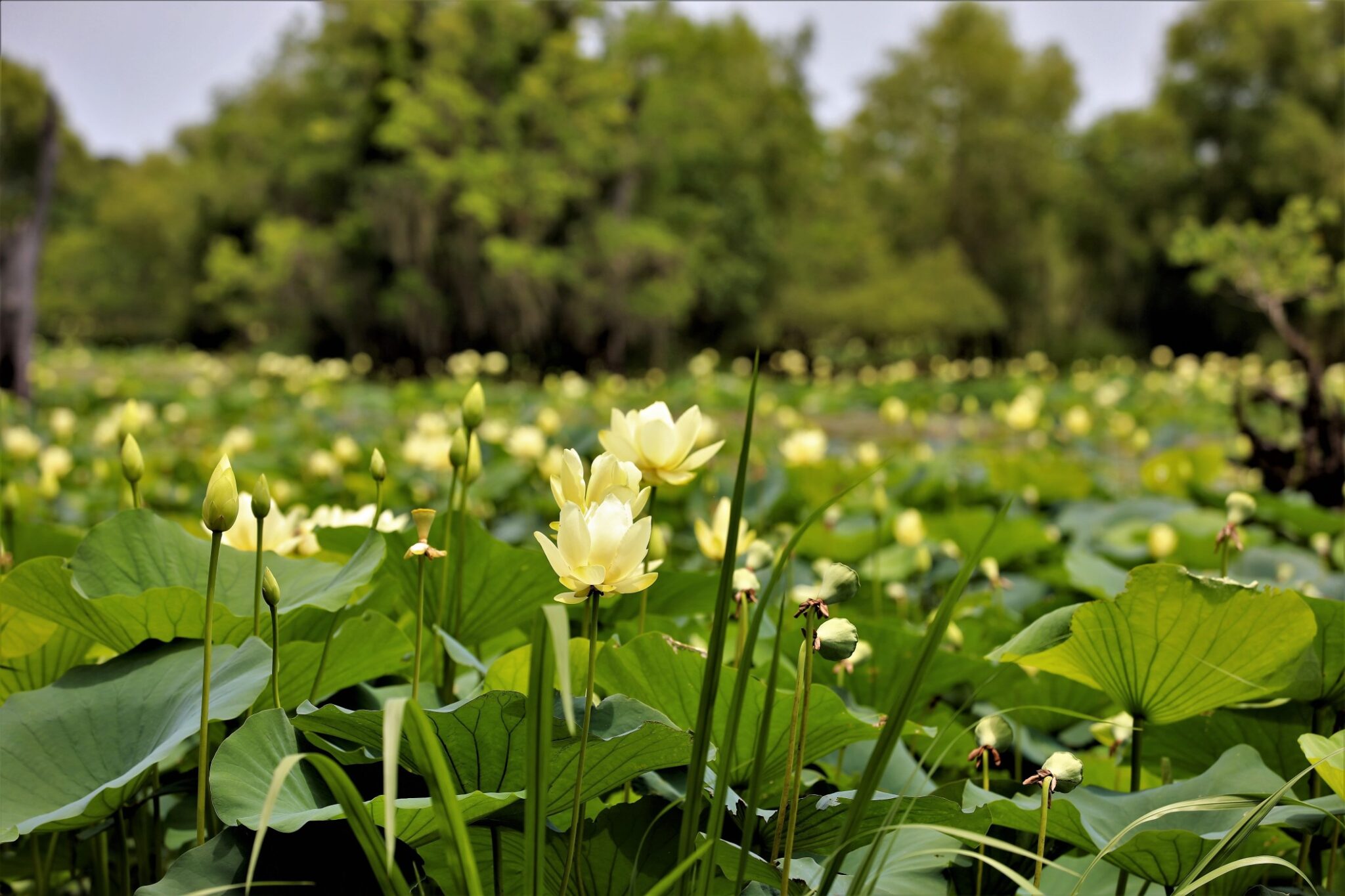 Lotus Flower Meaning and Symbolism – A to Z Flowers