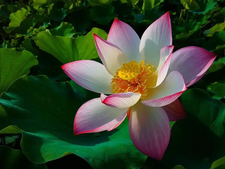 Lotus Flower Meaning and Symbolism – A to Z Flowers