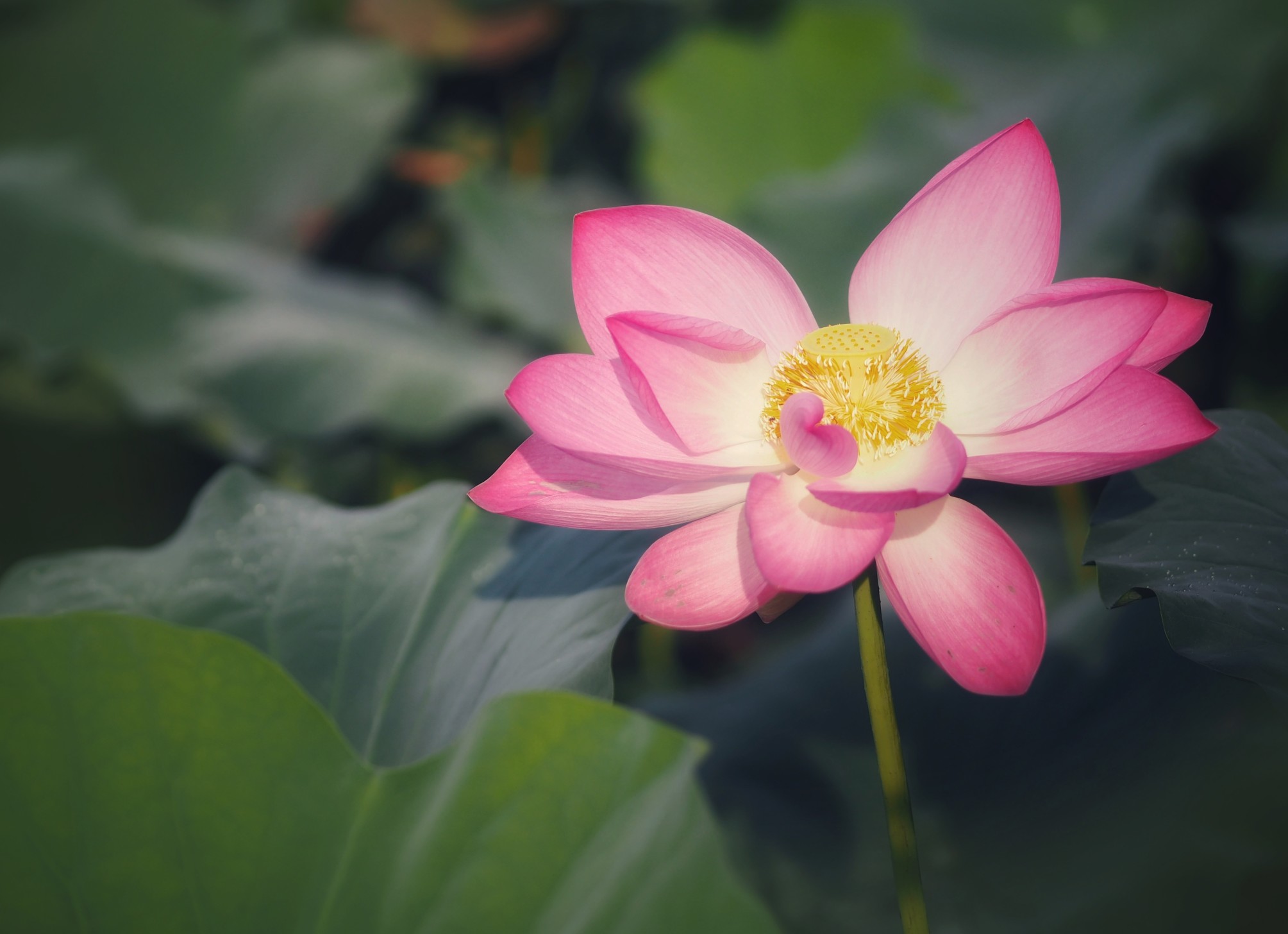Lotus Flower Meaning and Symbolism – A to Z Flowers