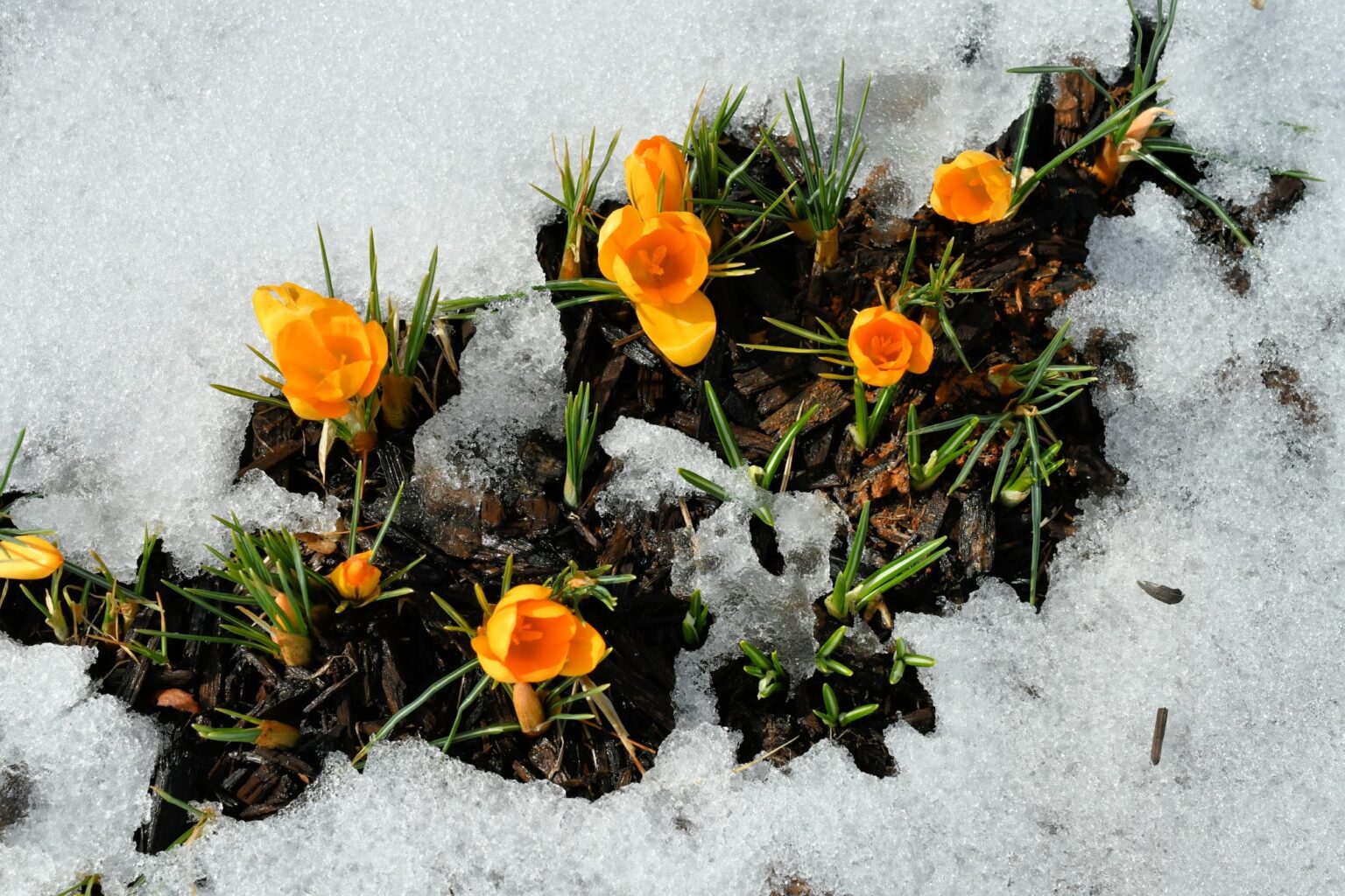 Crocus Flower Meaning and Symbolism – A to Z Flowers