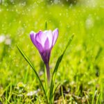 Crocus Flower - Interesting Facts and Saffron Uses – A to Z Flowers