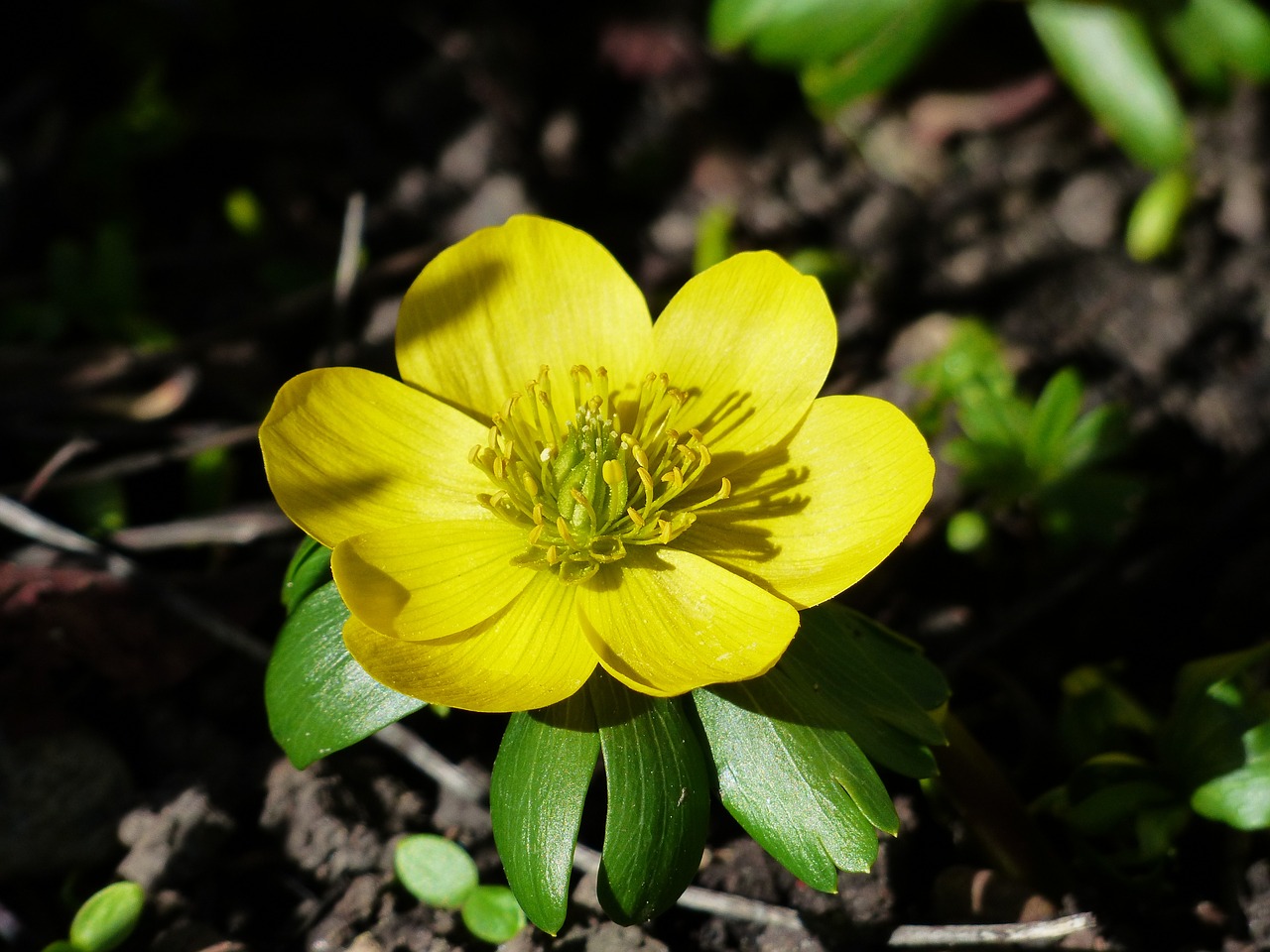 Eranthis (Winter Aconite) – A to Z Flowers