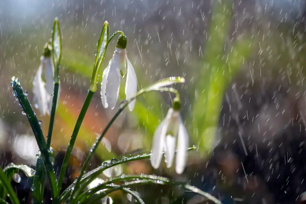 The Folklore and Symbolism of Snowdrops – A to Z Flowers