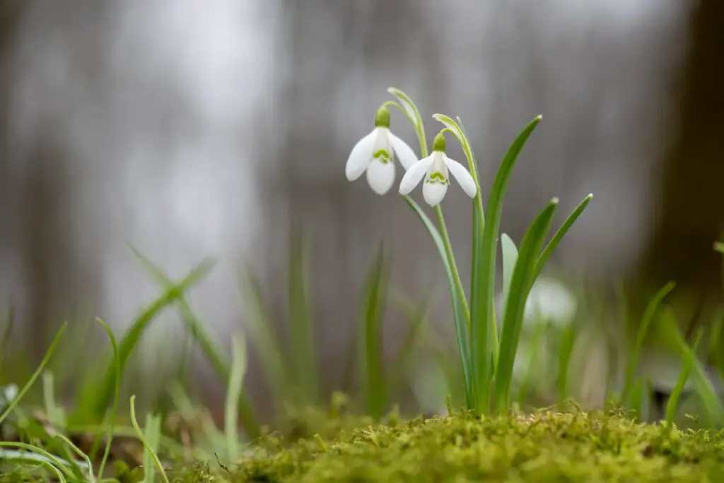 The Folklore and Symbolism of Snowdrops – A to Z Flowers
