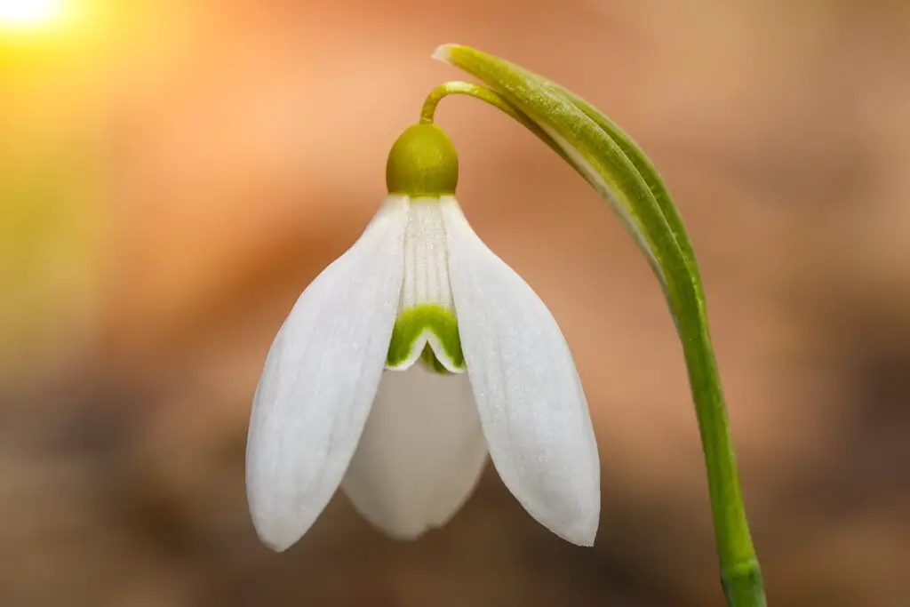 The Folklore and Symbolism of Snowdrops – A to Z Flowers