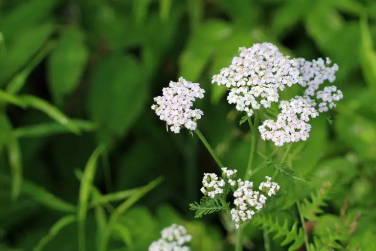 The Healing Powers and Symbolism of Yarrow – A to Z Flowers