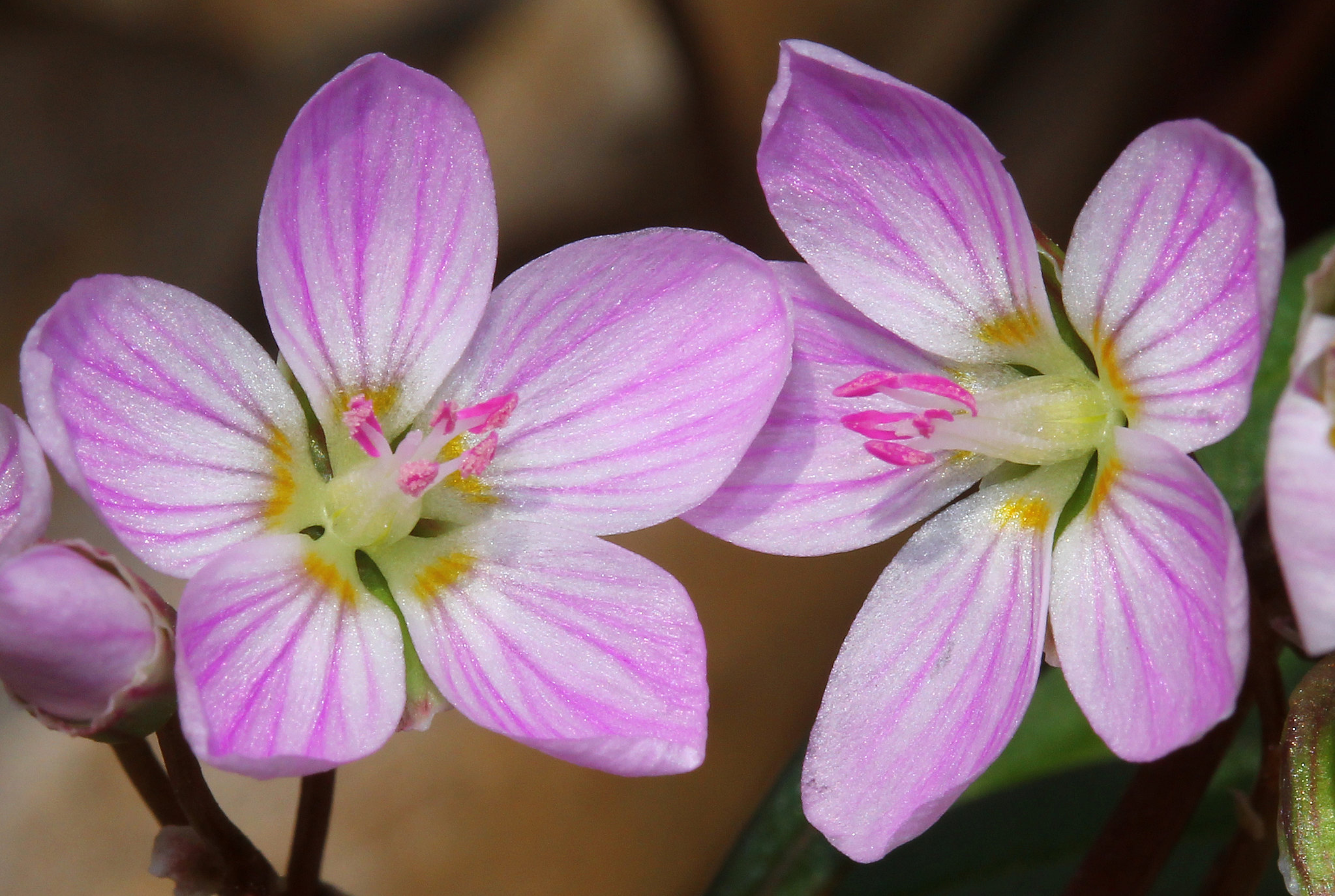 Claytonia (Spring Beauty) – A to Z Flowers