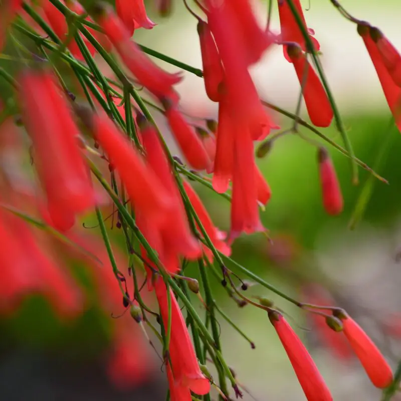 Flowers that start with letter R – A to Z Flowers