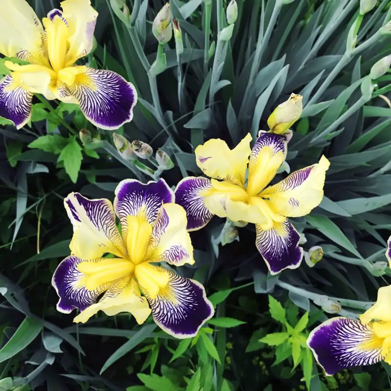 Iris Flower - Interesting Facts, Significance and Uses – A to Z Flowers