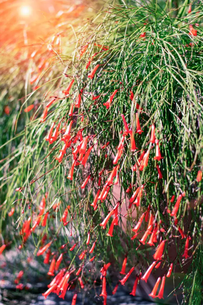 Russelia (Russelia) – A to Z Flowers