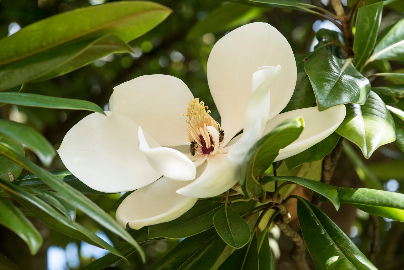 Magnolia Flower Meaning and Symbolism – A to Z Flowers