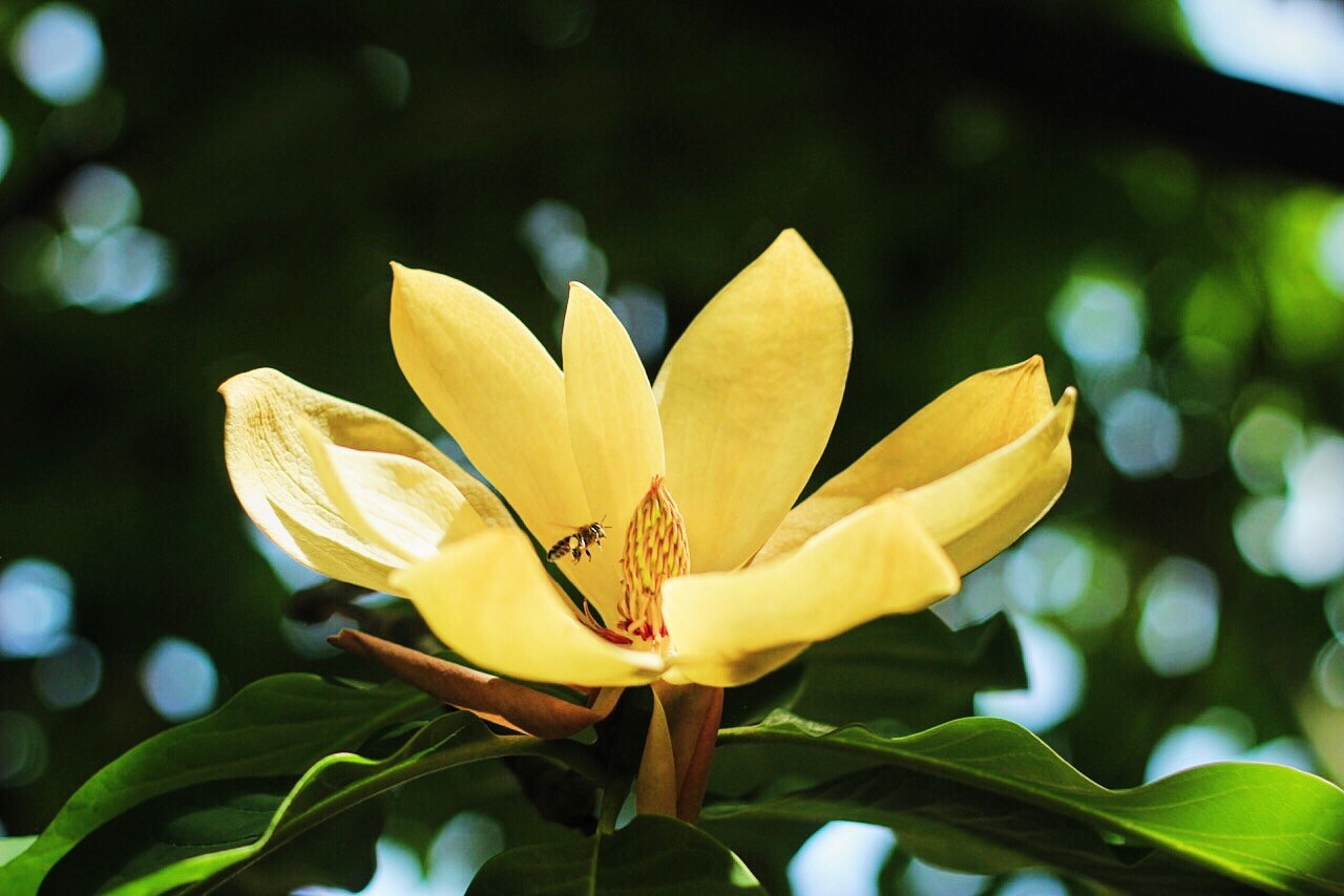 Magnolia Flower Meaning and Symbolism – A to Z Flowers