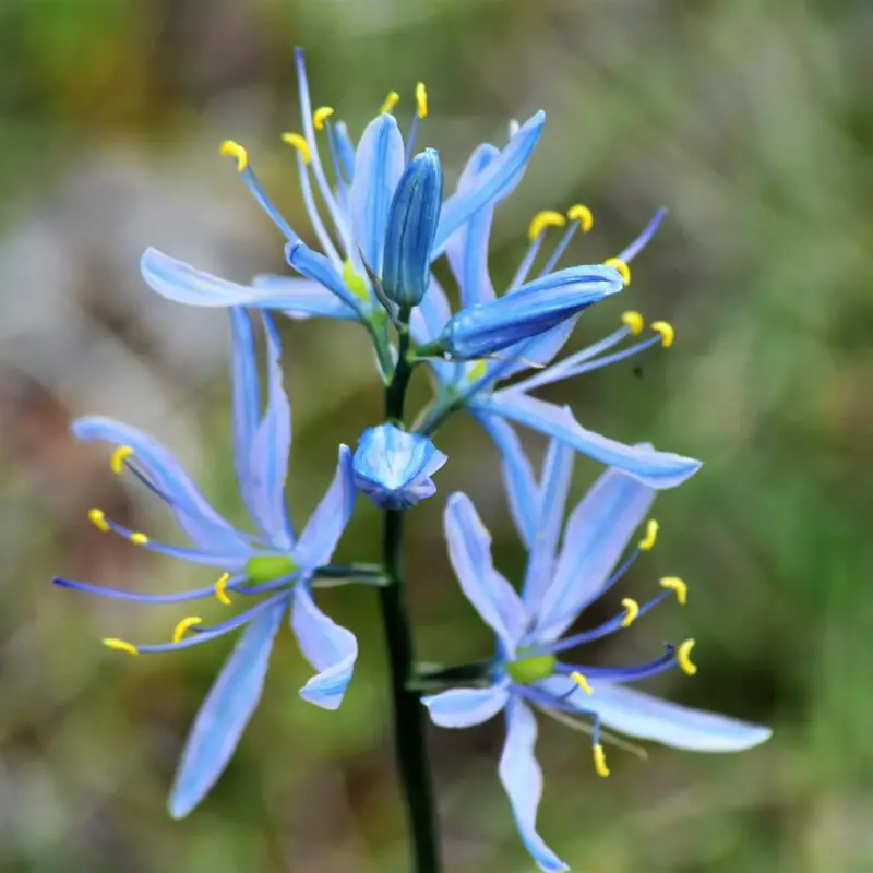 A to Z Flowers – The Ultimate Flower Database