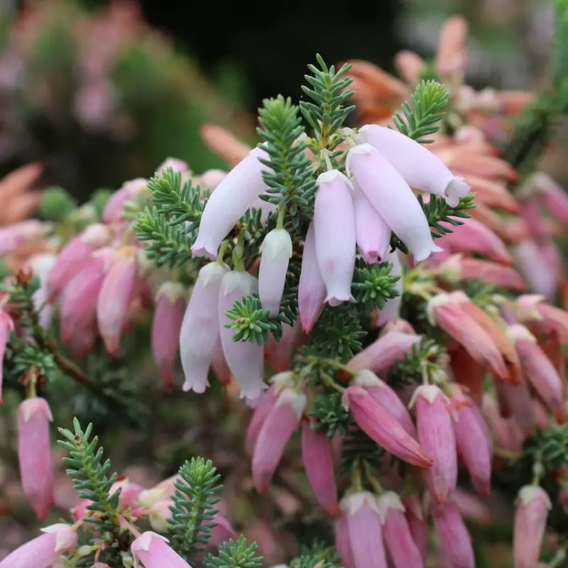 A to Z Flowers – The Ultimate Flower Database