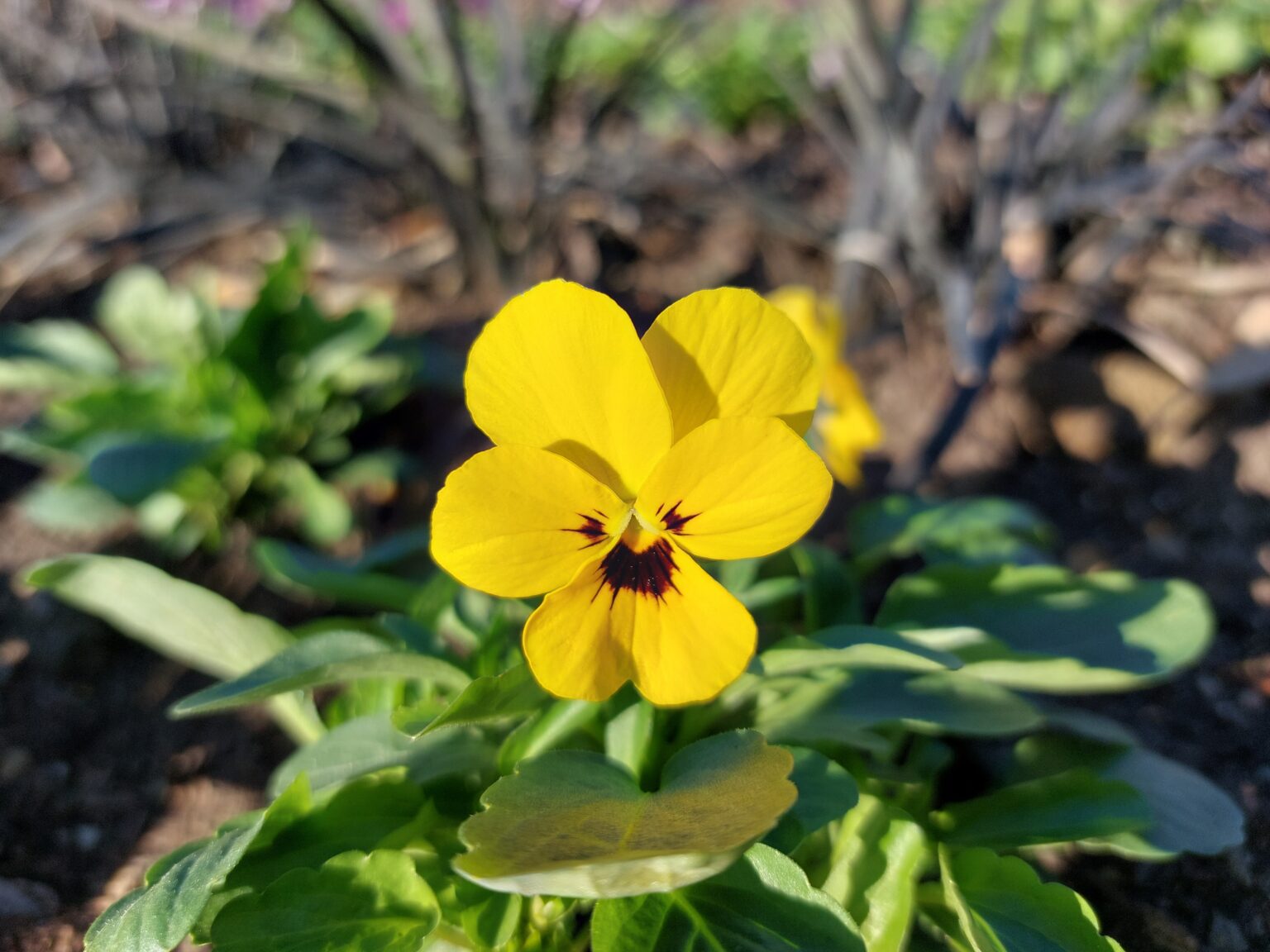 7 Most Popular Varieties of Violets to Brighten Up Your Garden – A to Z ...