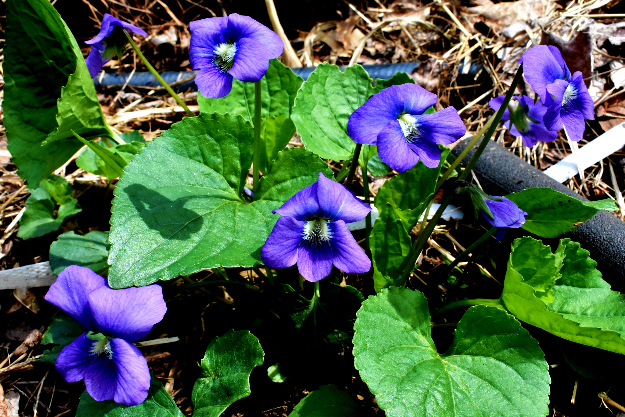 7 Most Popular Varieties of Violets to Brighten Up Your Garden – A to Z ...