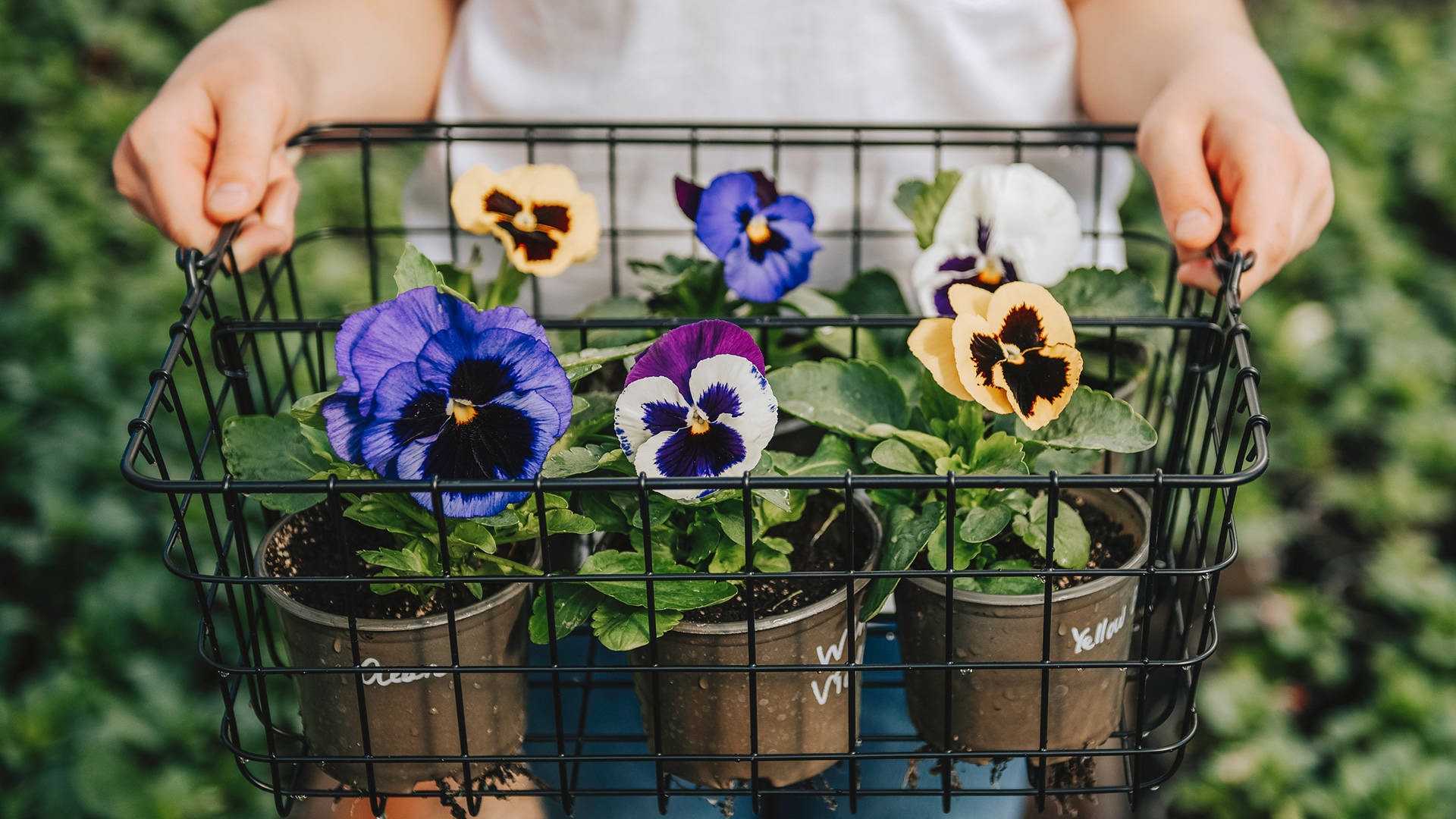 7 Most Popular Varieties of Violets to Brighten Up Your Garden – A to Z ...