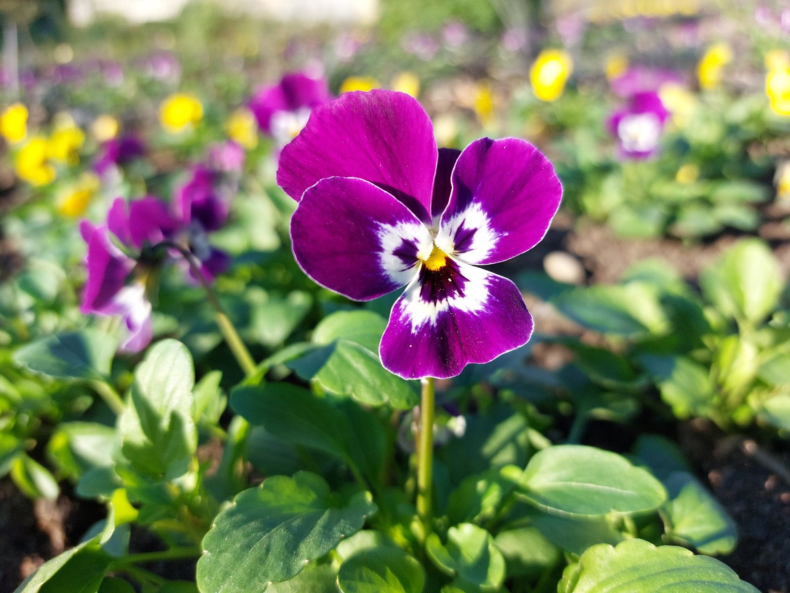 7 Most Popular Varieties of Violets to Brighten Up Your Garden – A to Z ...