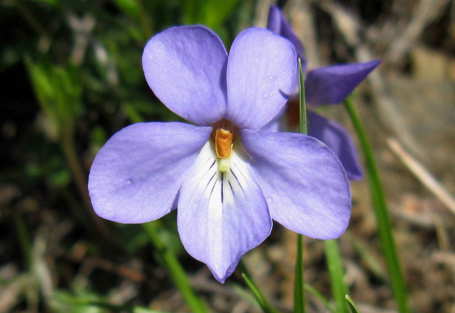 7 Most Popular Varieties of Violets to Brighten Up Your Garden – A to Z ...