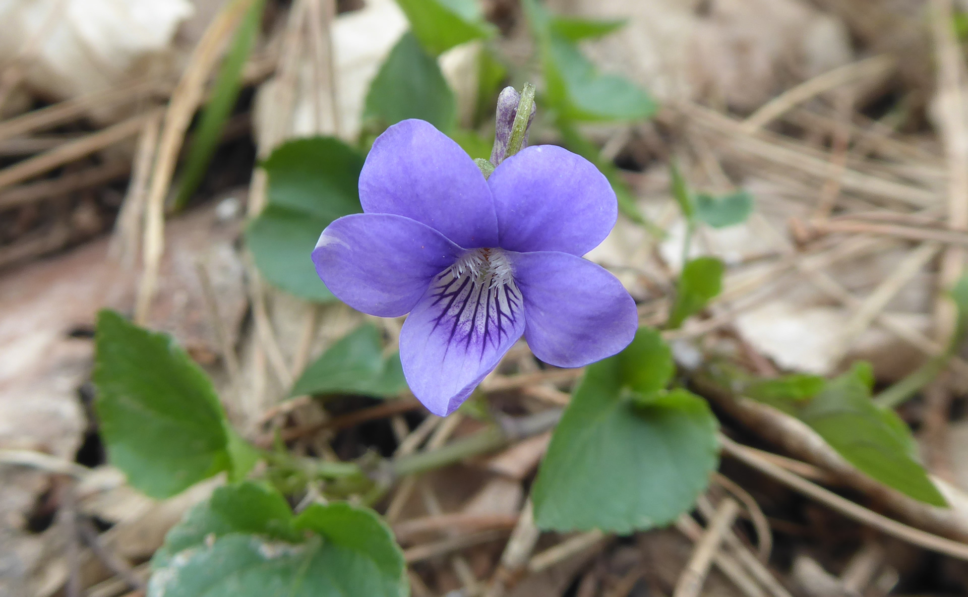 7 Most Popular Varieties of Violets to Brighten Up Your Garden – A to Z ...