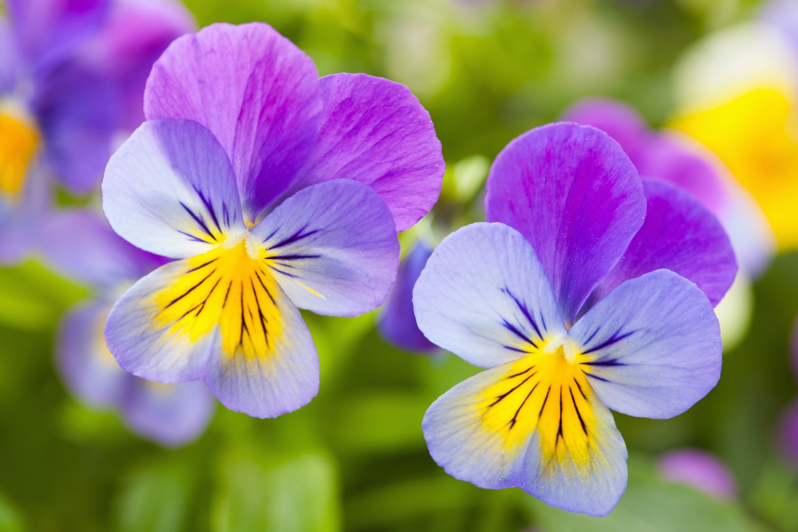 7 Most Popular Varieties of Violets to Brighten Up Your Garden – A to Z ...