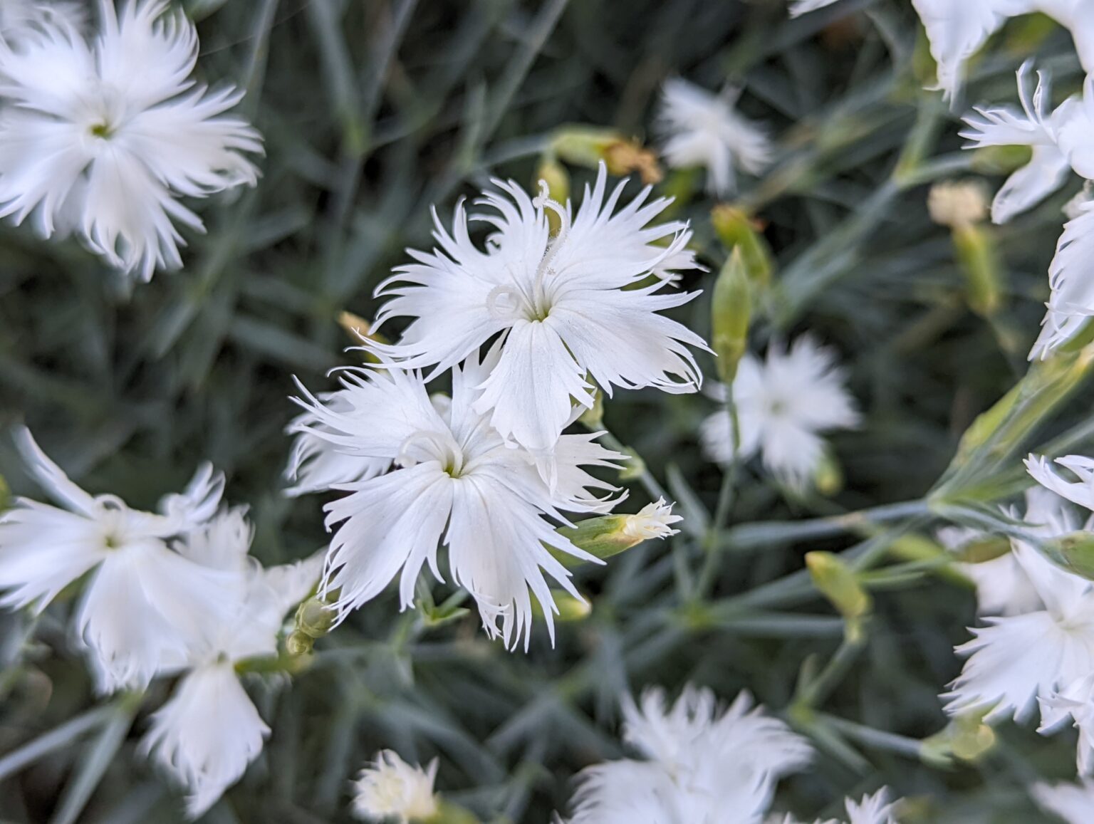 5 Most Beautiful Varieties of Dianthus – A to Z Flowers