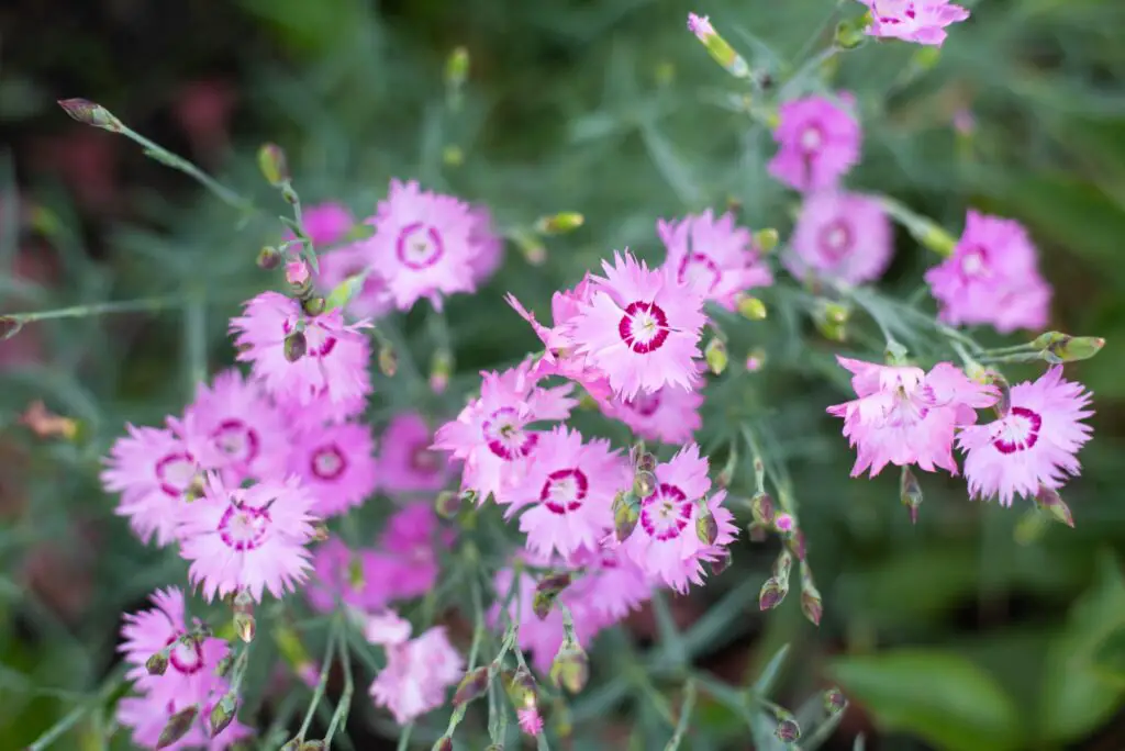 5 Most Beautiful Varieties of Dianthus – A to Z Flowers