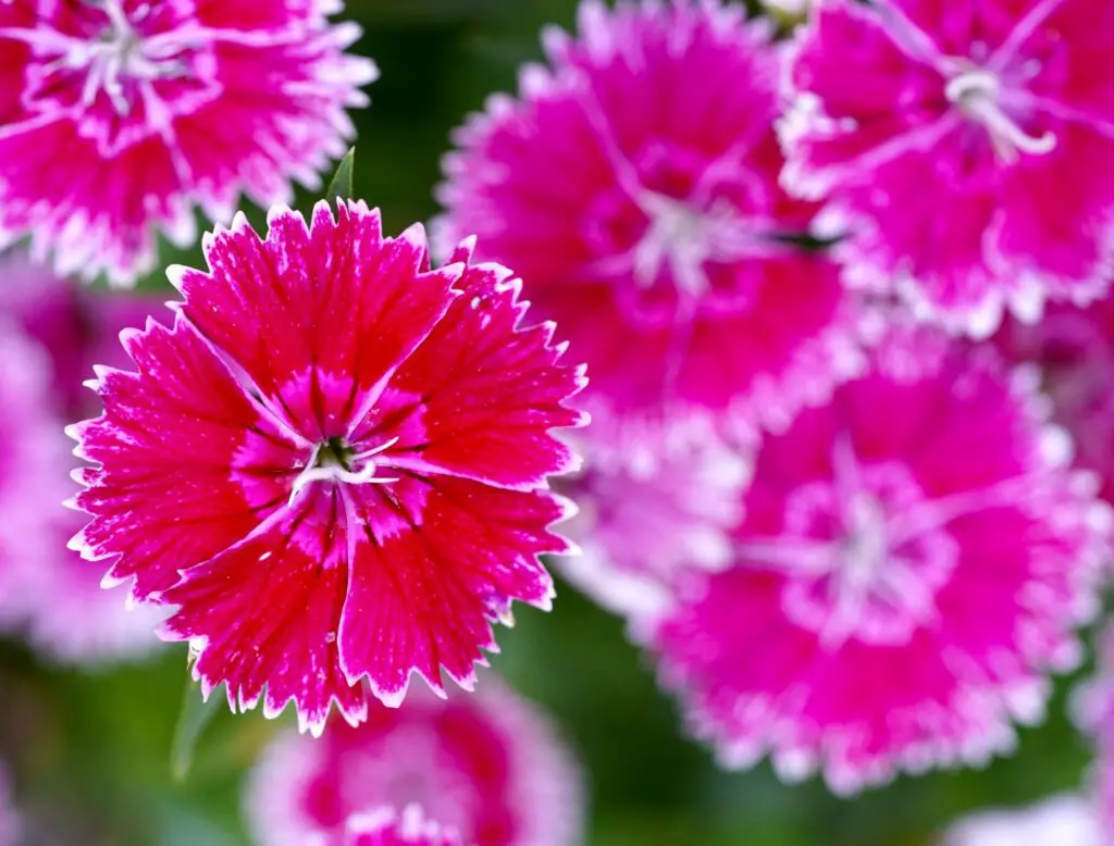 5 Most Beautiful Varieties of Dianthus – A to Z Flowers