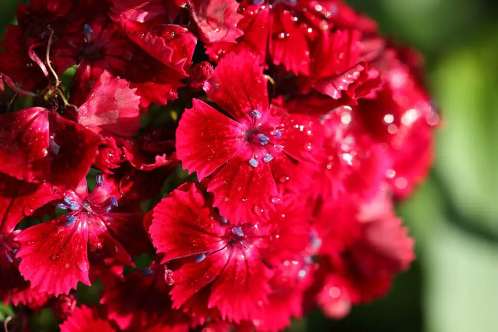 5 Most Beautiful Varieties of Dianthus – A to Z Flowers