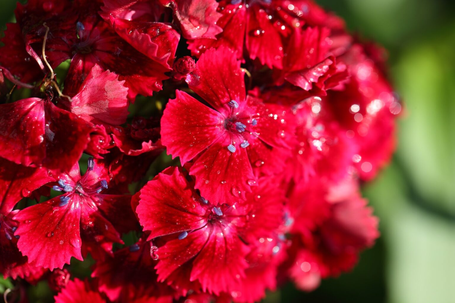 5 Most Beautiful Varieties of Dianthus – A to Z Flowers