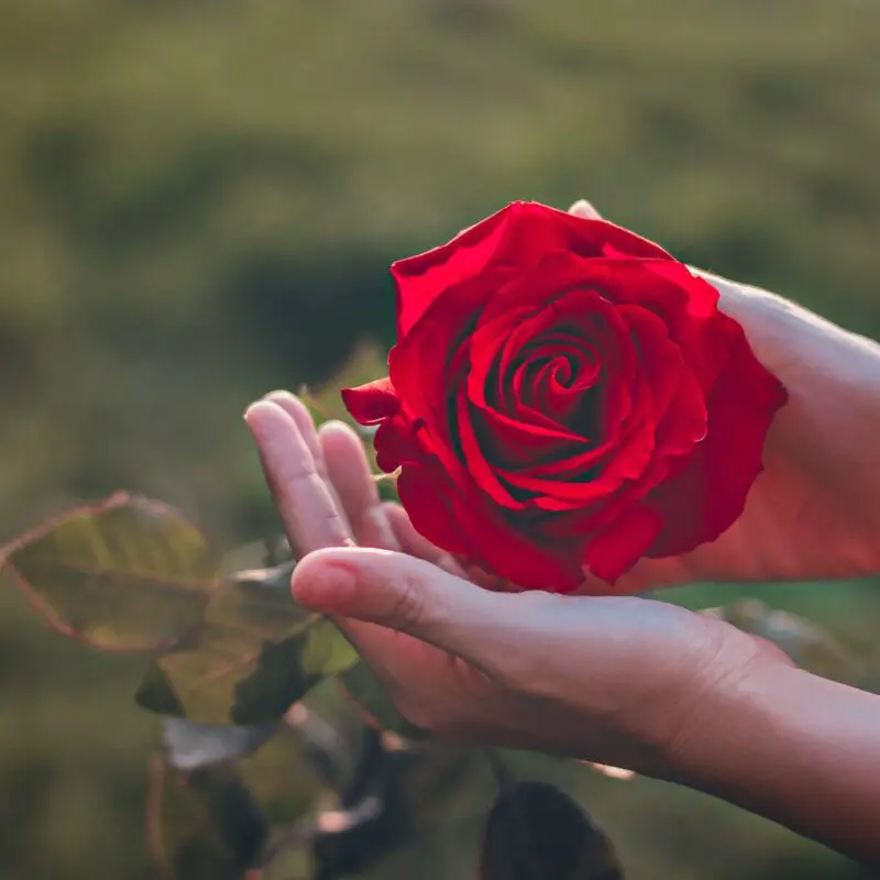 Rosa (Rose) – A to Z Flowers