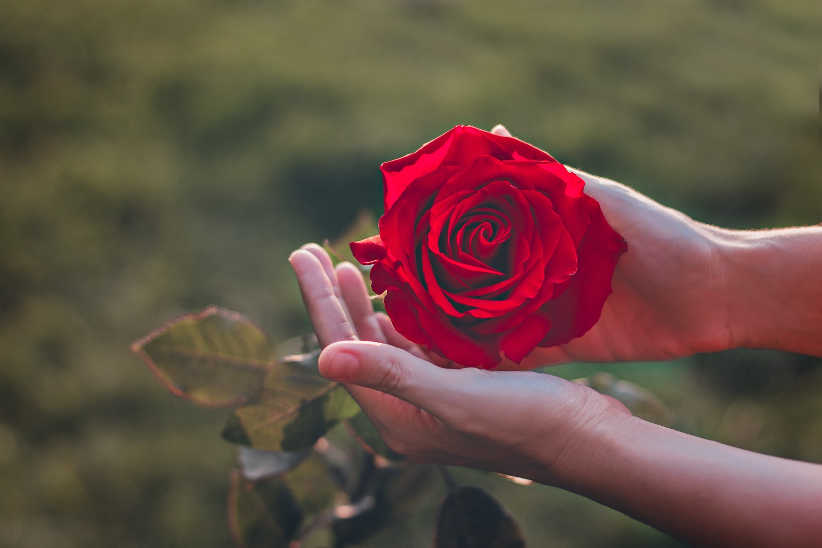 How To Grow And Care For Different Types Of Roses – A to Z Flowers