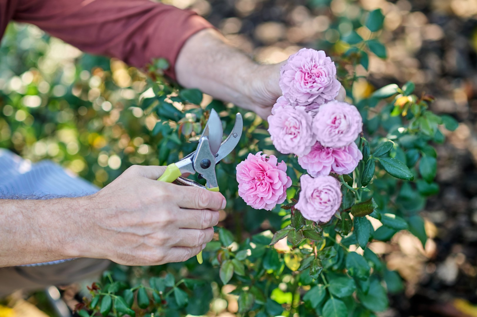 How To Grow And Care For Different Types Of Roses – A to Z Flowers