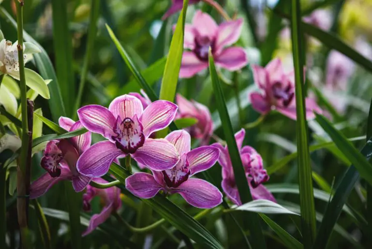 The History, Meaning and Symbolism of Orchids – A to Z Flowers