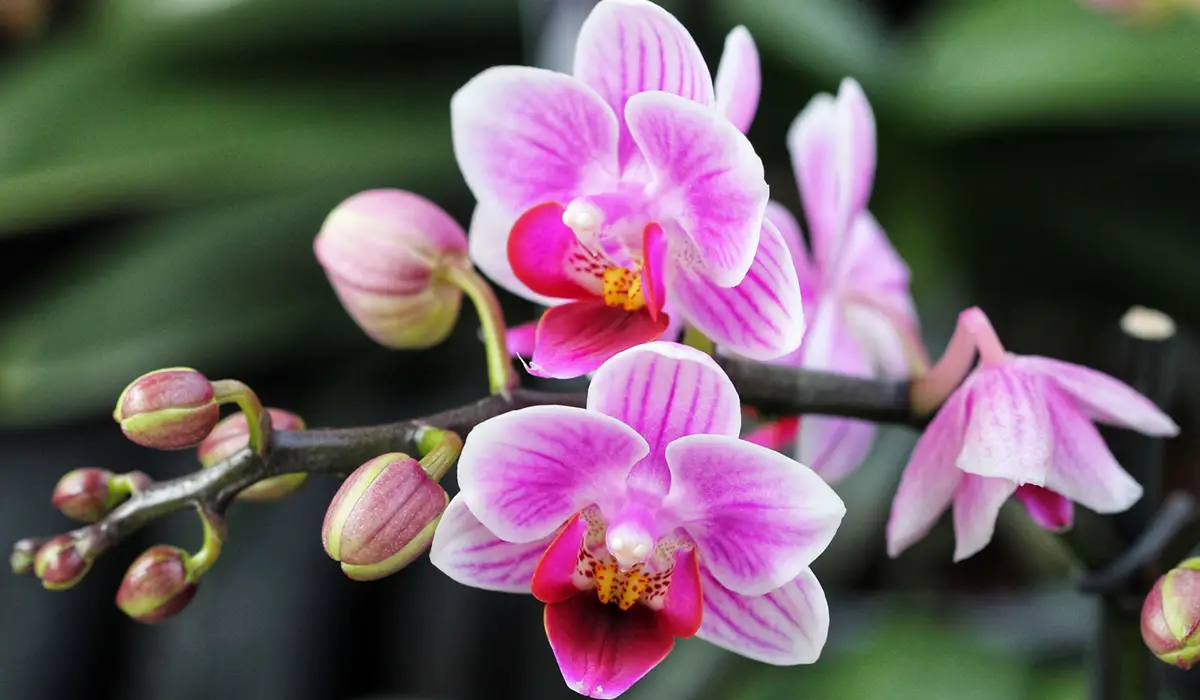 The Amazing Family of Orchids – A to Z Flowers