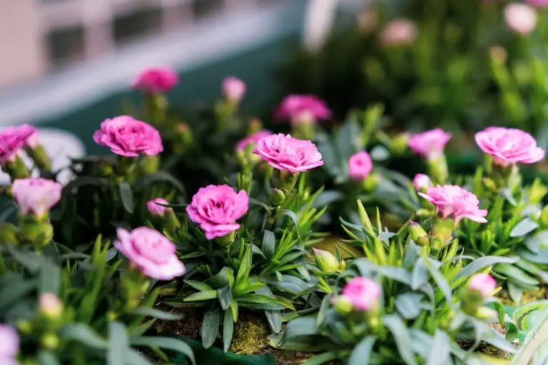 How to Plant, Grow and Care for Carnations – A to Z Flowers