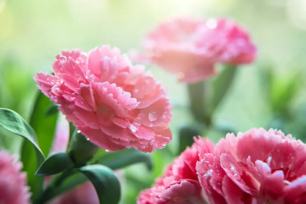 How to Plant, Grow and Care for Carnations – A to Z Flowers